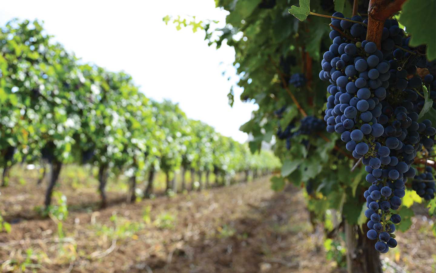 About - Greener World - Committed to Sustainable Solutions